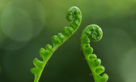 Āmiomio Aotearoa :: University of Waikato